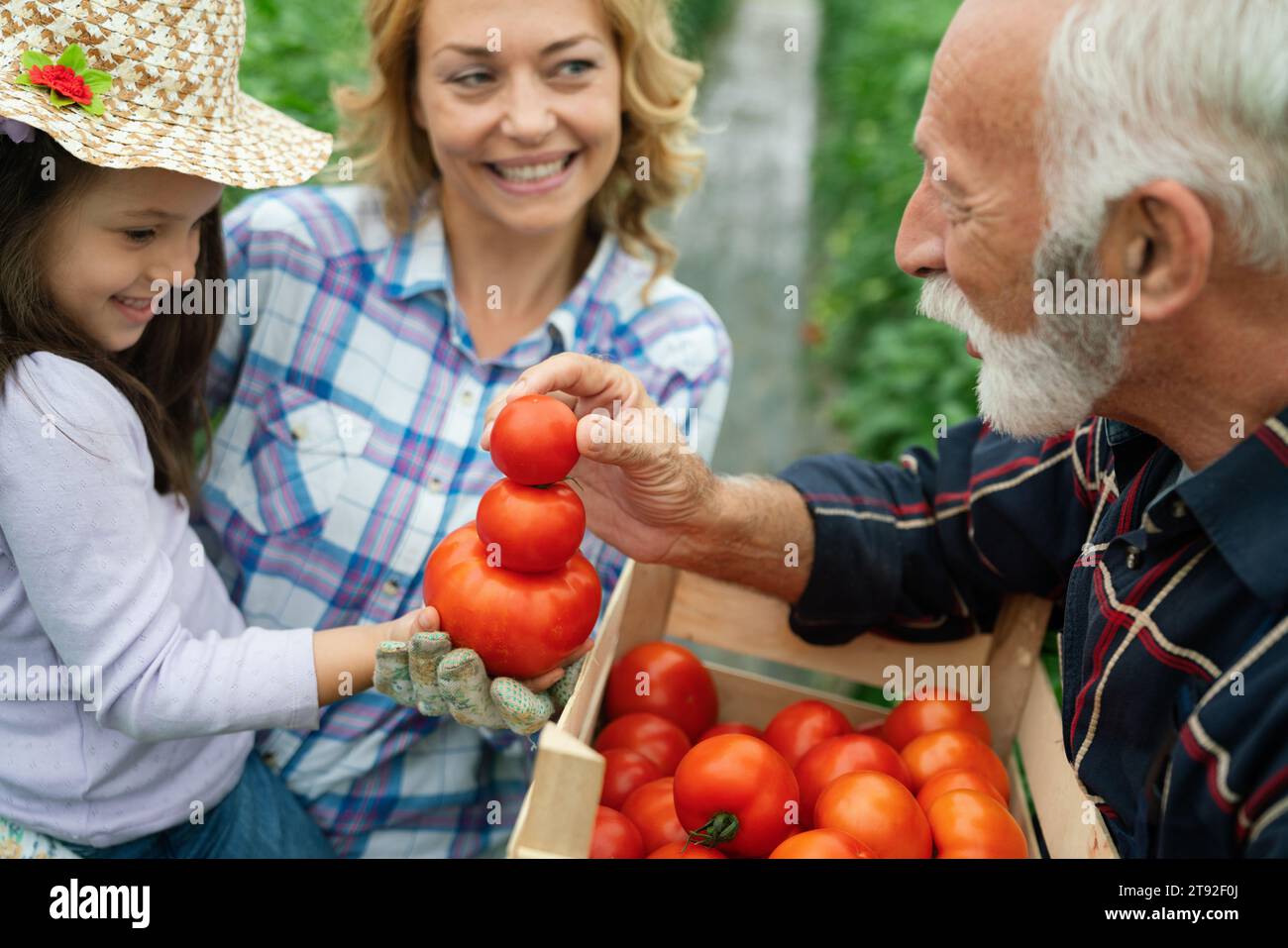 Happy family, generations working together organic farm in greenhouse ...