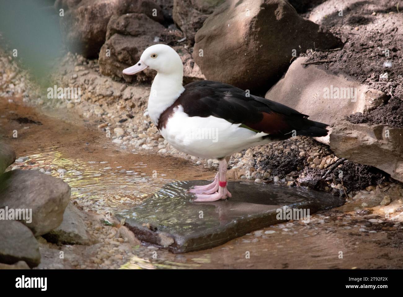 The Radjah Shelduck is white with a chestnut band across its chest. Its ...