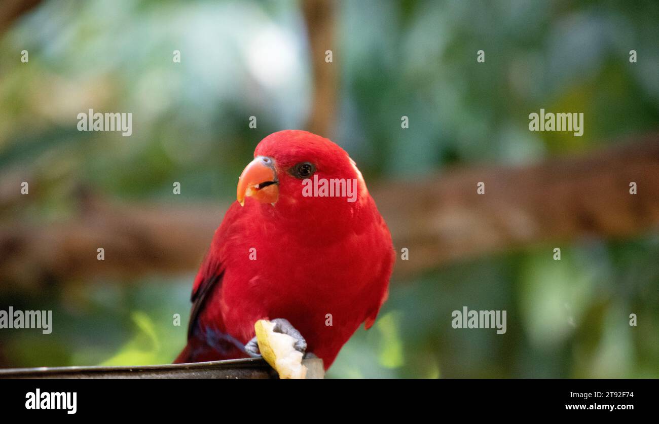 the red lory is mostly red and all the plumage of the upper body is red ...