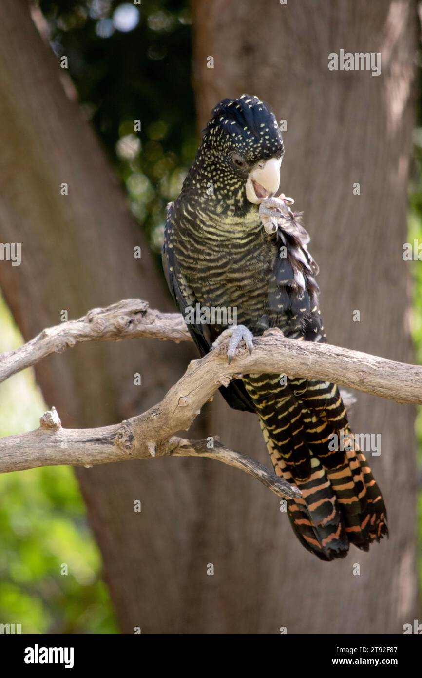 the female red tailed black cockatoo is black a black bird with yellow ...