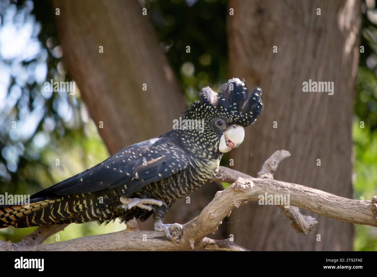 the female red tailed black cockatoo is black a black bird with yellow ...