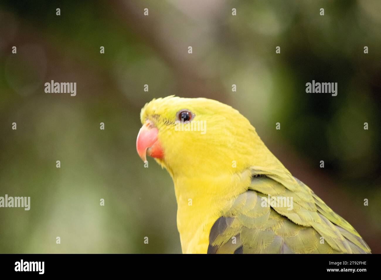 The female regent parrot is all light green. It has yellow shoulder ...