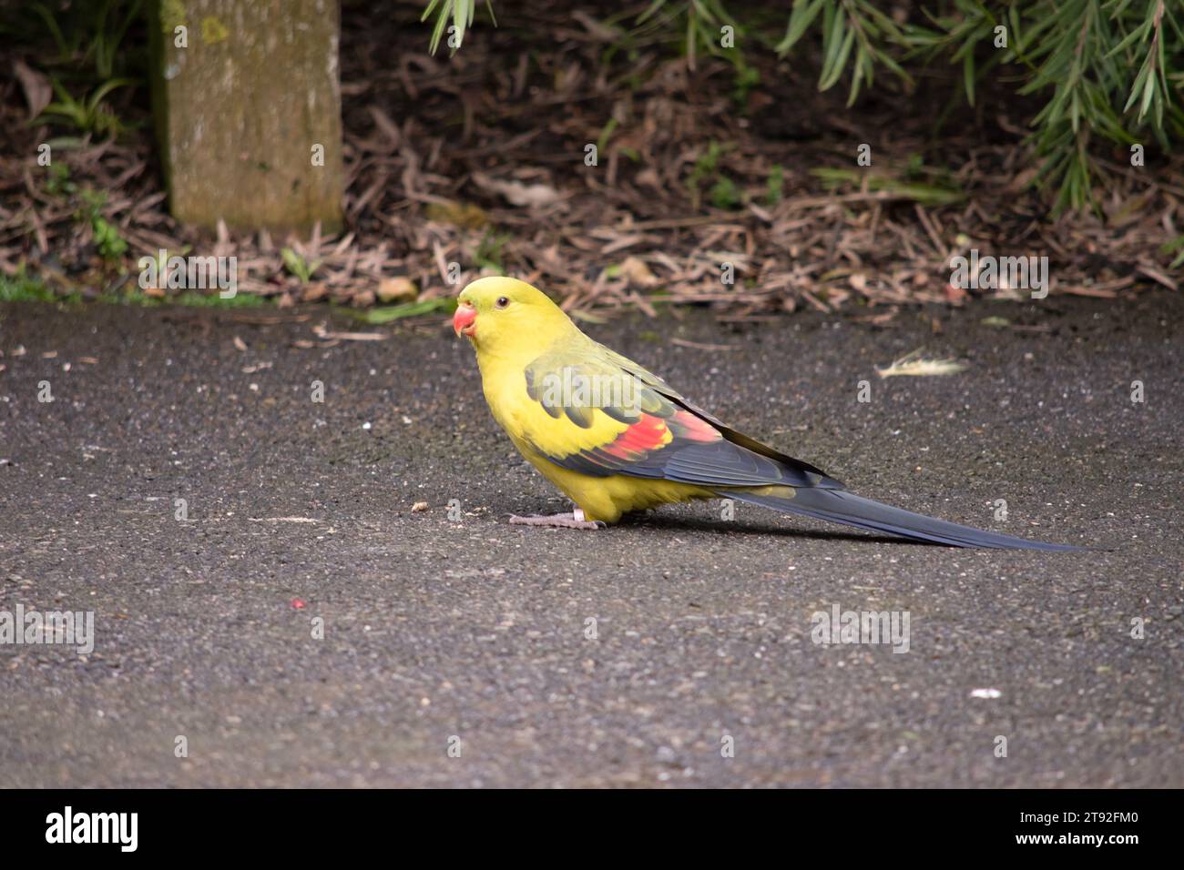 The female regent parrot is all light green. It has yellow shoulder ...