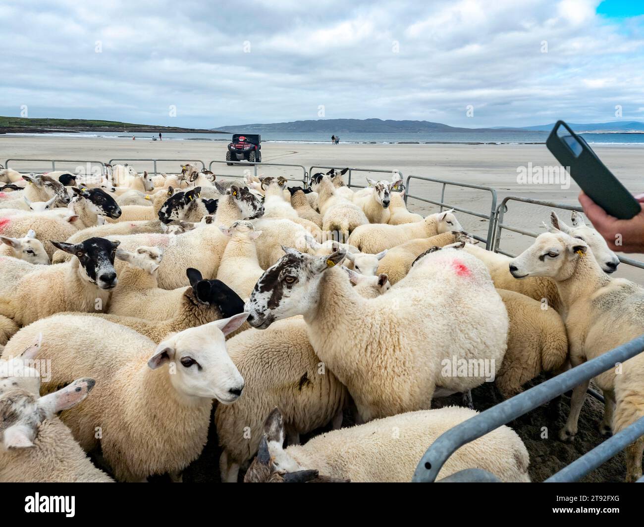 PORTNOO, COUNTY DONEGAL, IRELAND - SEPTEMBER 23 2023 : Sheep being ...
