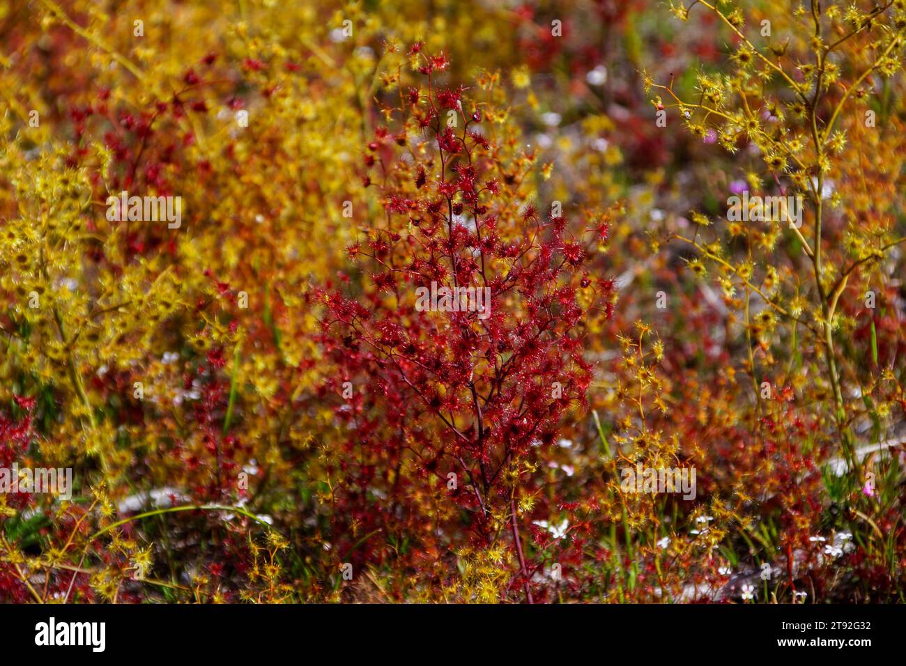Golden and red plants of the carnivorous sundew Drosera gigantea ...