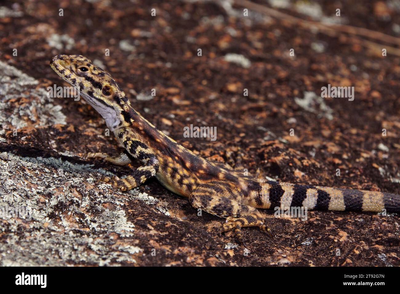 Camouflaged lizard, ornate crevice dragon (Ctenophorus ornatus) on ...
