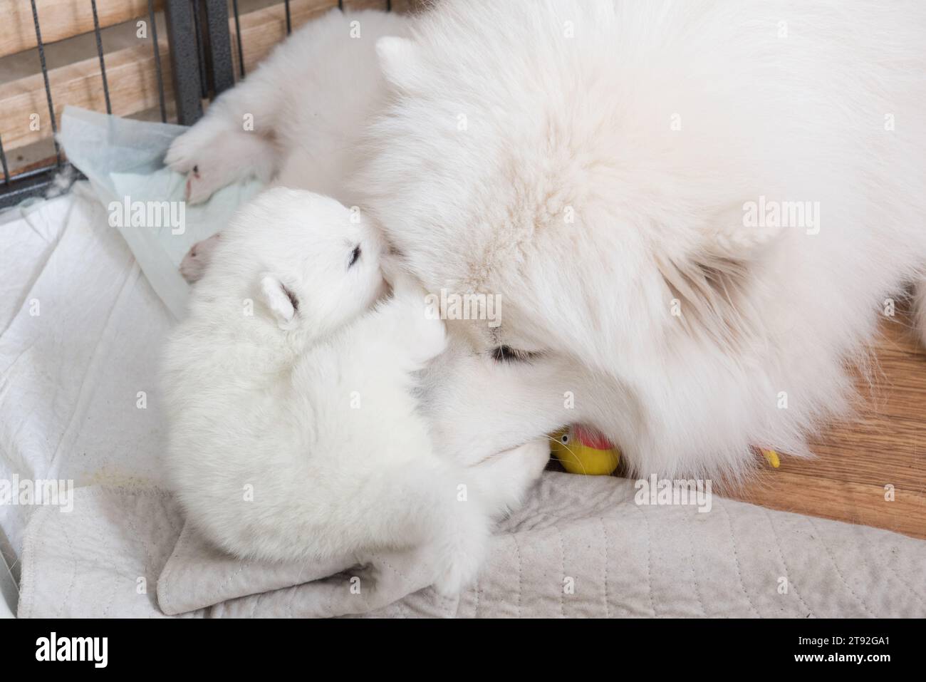Child with samoyed hi-res stock photography and images - Alamy