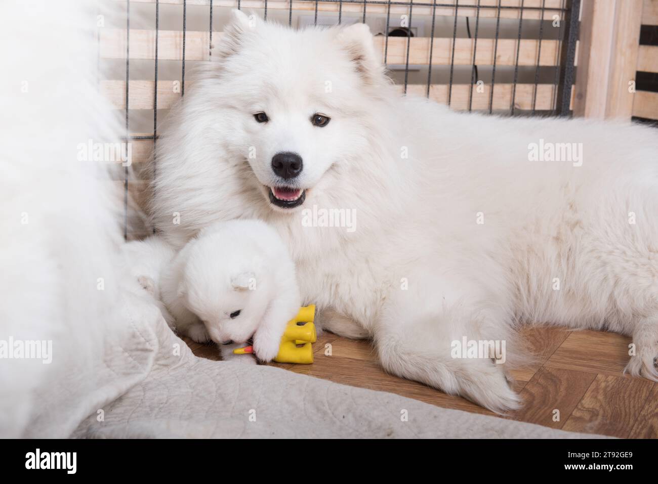 Child with samoyed hi-res stock photography and images - Alamy