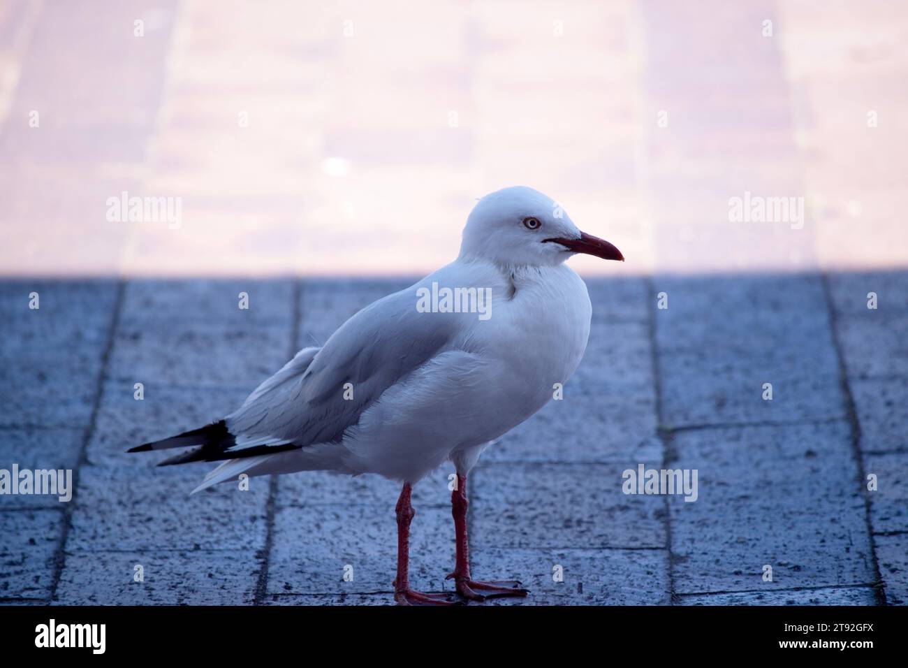 A seagull is a type of bird that lives near the coast and around bodies ...