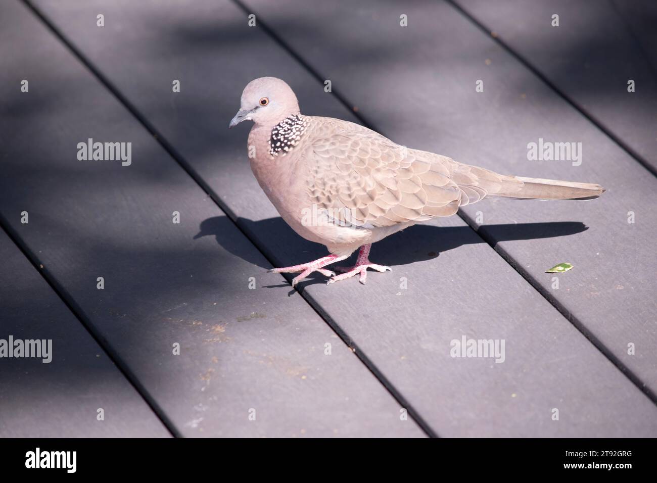 The Spotted turtle dove is long tailed buff brown with a white-spotted ...