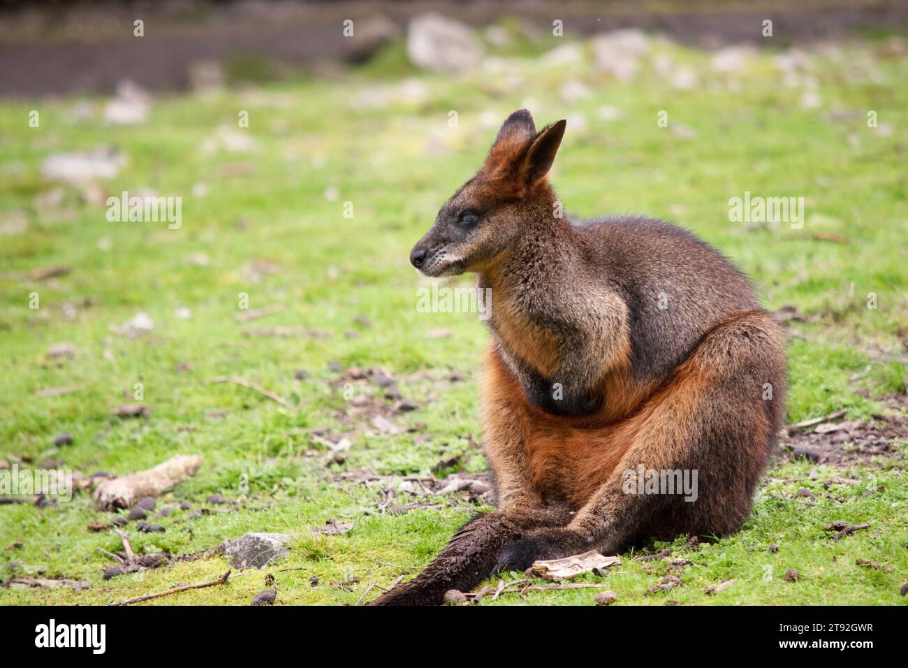 the swamp wallaby has a brown and grey back with a grey face and a long ...