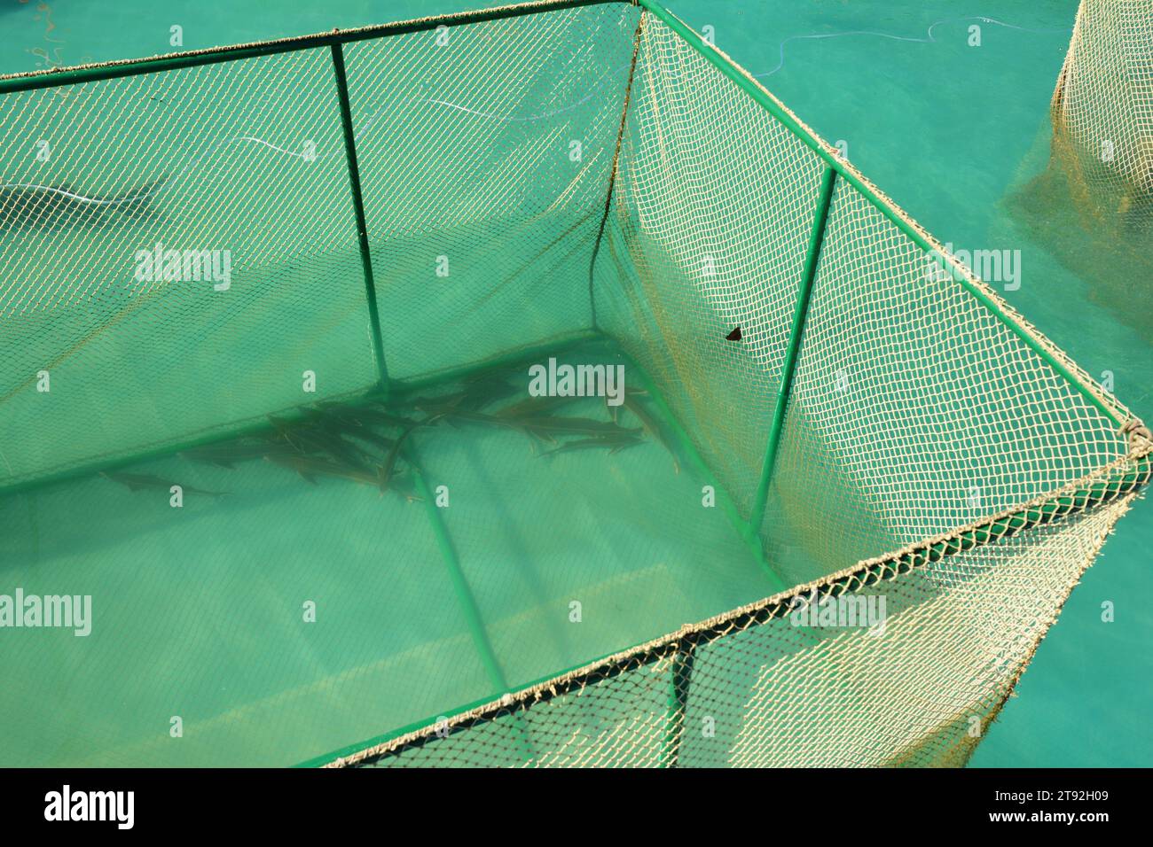 Sterlets (Acipenser ruthenus) in the water cage. Live sterlets on the ...