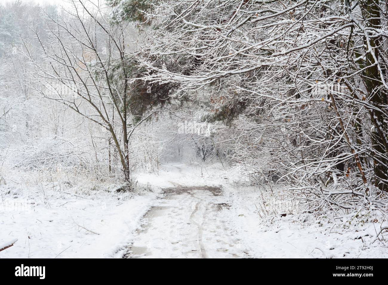 Woodland snow scene. Snow covered footpath through a winter woodland ...