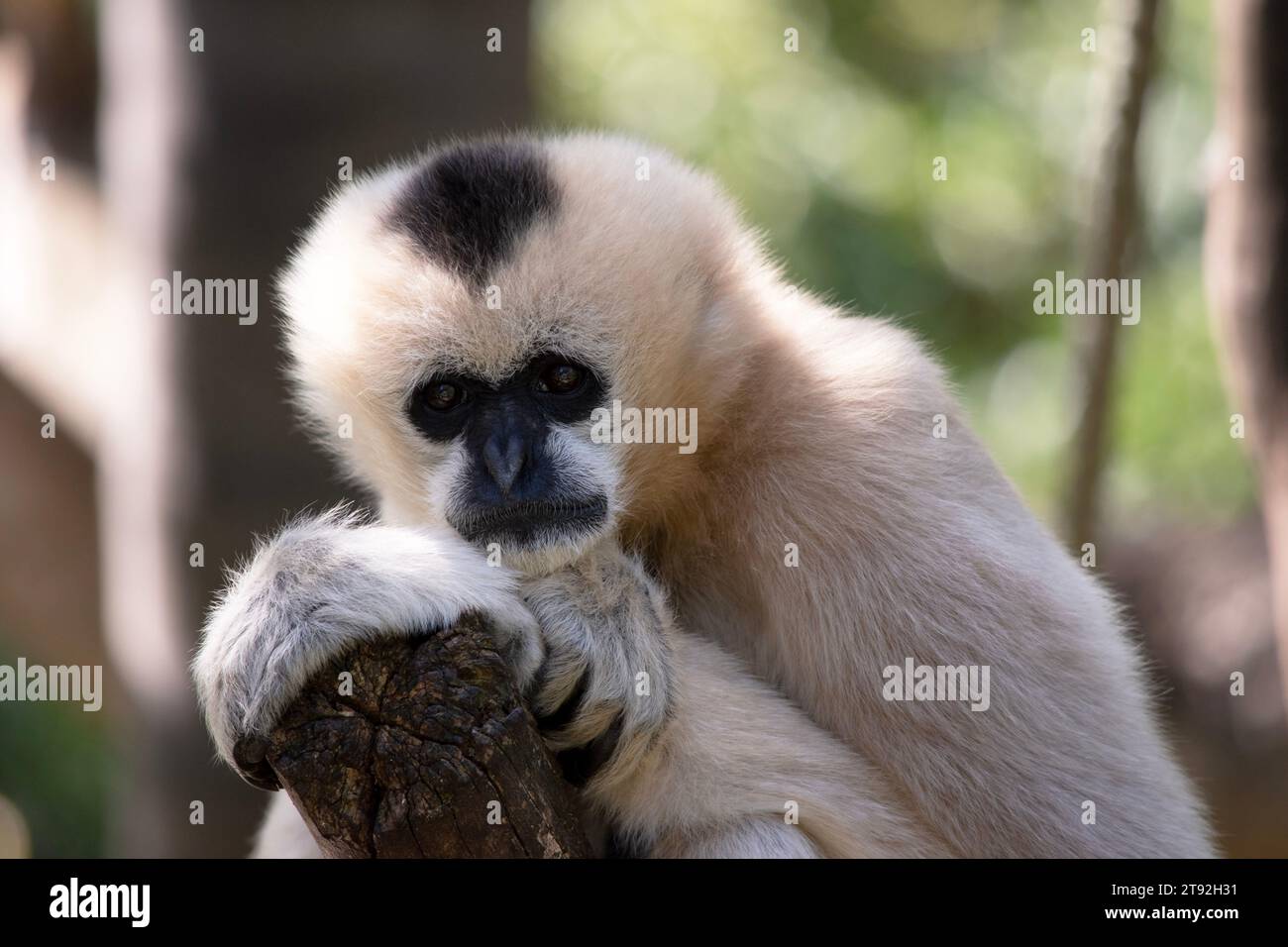 The female white cheeked gibbon is a golden color with a black face and ...