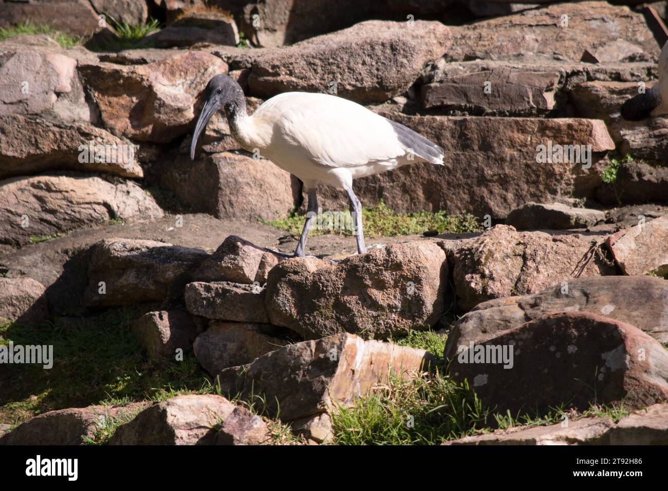 The Australian White Ibis is characterised by having predominantly ...