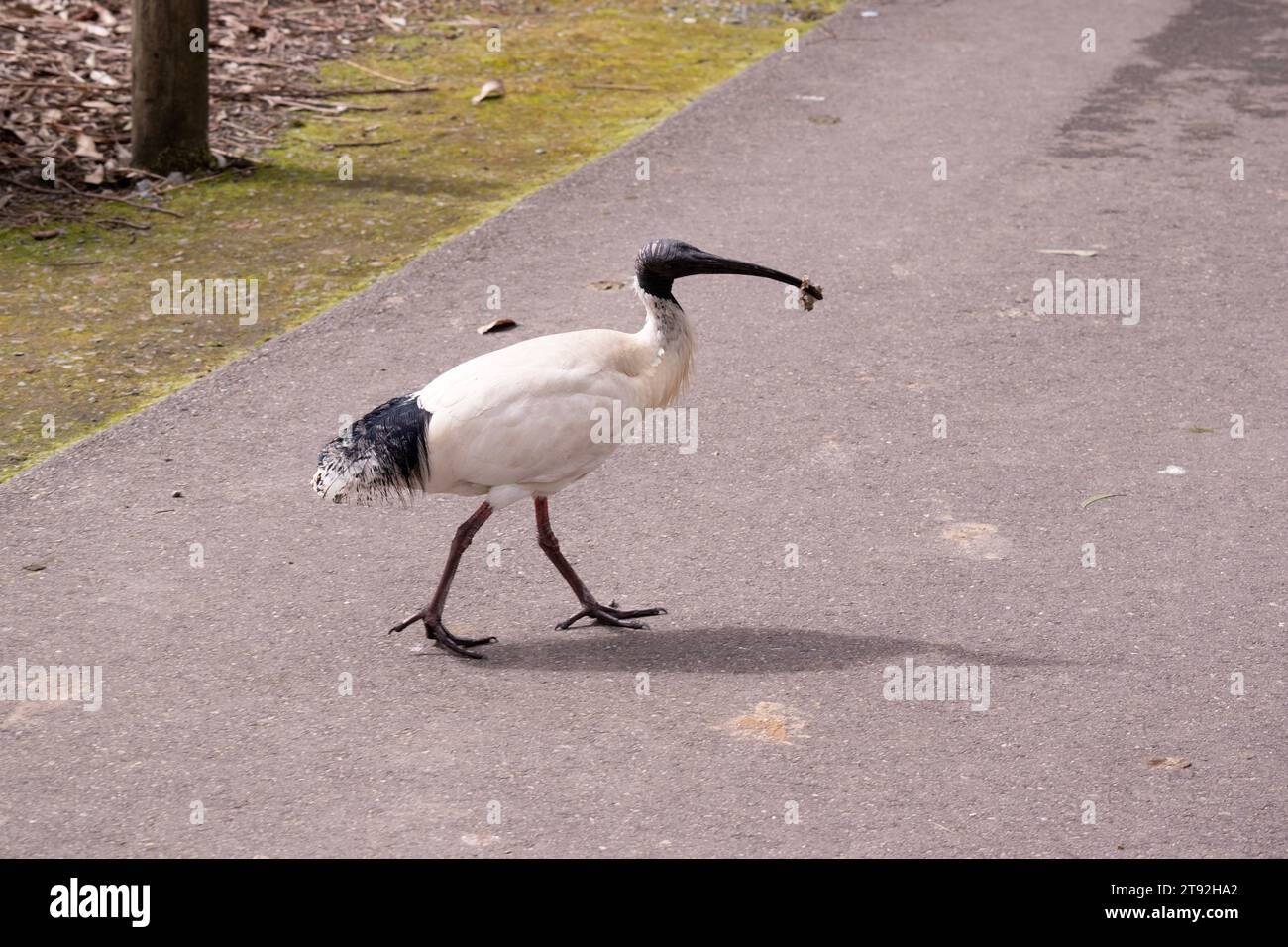 The Australian White Ibis is characterised by having predominantly ...
