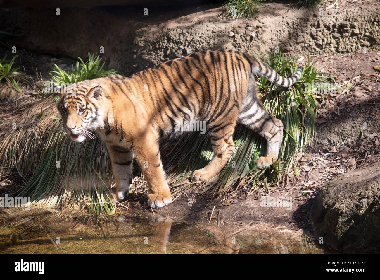 Young tigers have a coat of golden fur with dark stripes, the tiger is ...