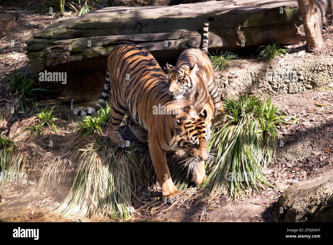 Young tigers have a coat of golden fur with dark stripes, the tiger is ...