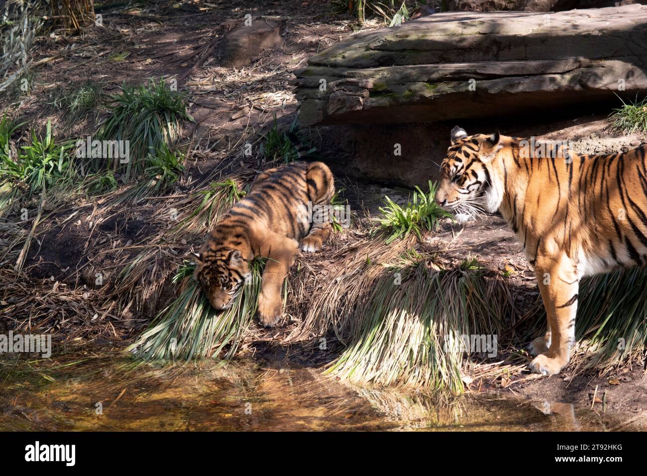 Young tigers have a coat of golden fur with dark stripes, the tiger is ...