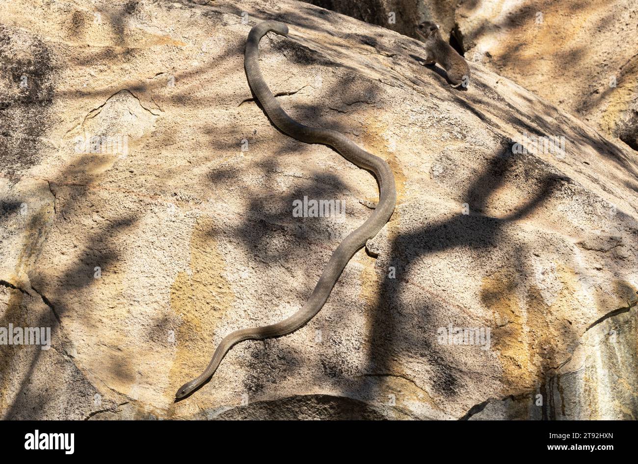 Black mamba snake young hi-res stock photography and images - Alamy