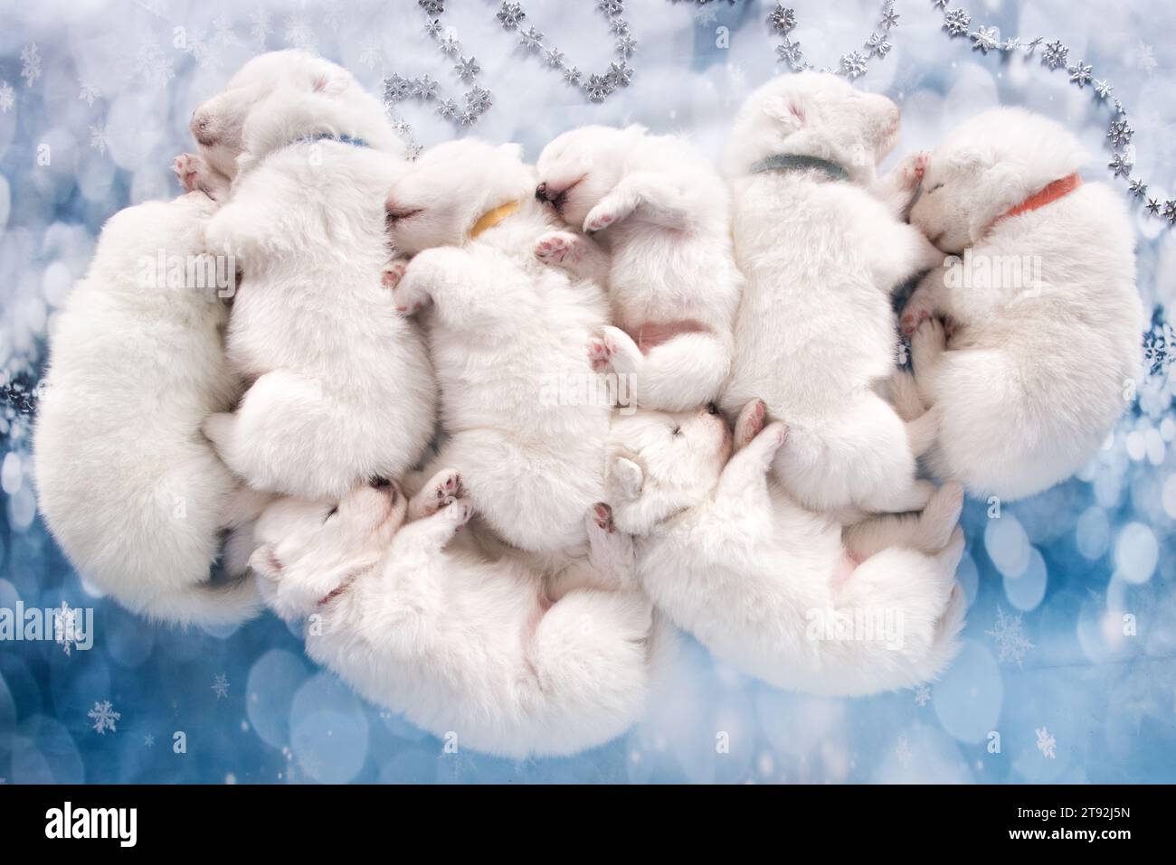 Eight puppies. White fluffy small Samoyed puppies dogs are sleeping on ...