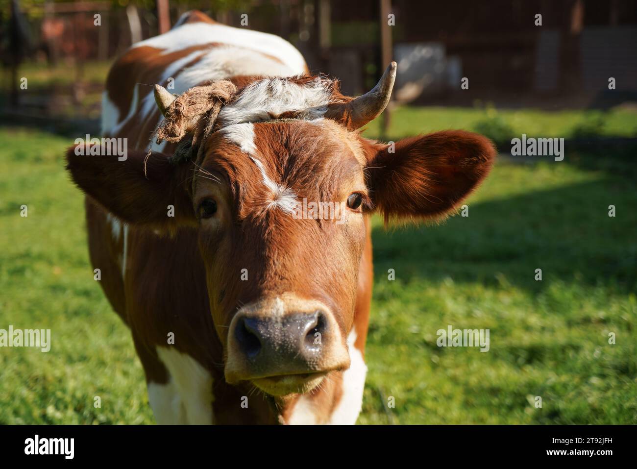 Domestic brown cow portrait with green background. suspicious look of a ...