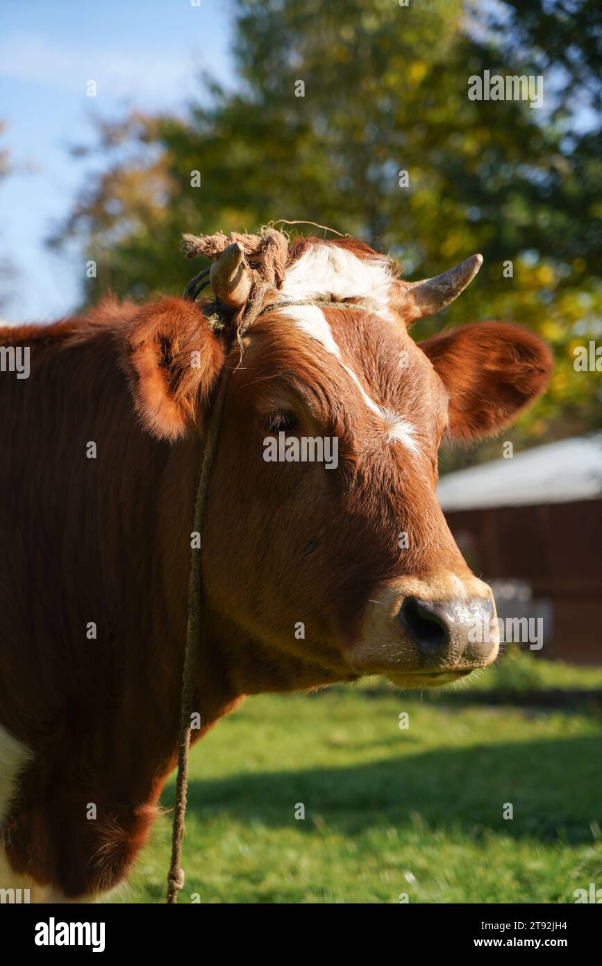 Mixed breed beef cow headshot Stock Photo - Alamy