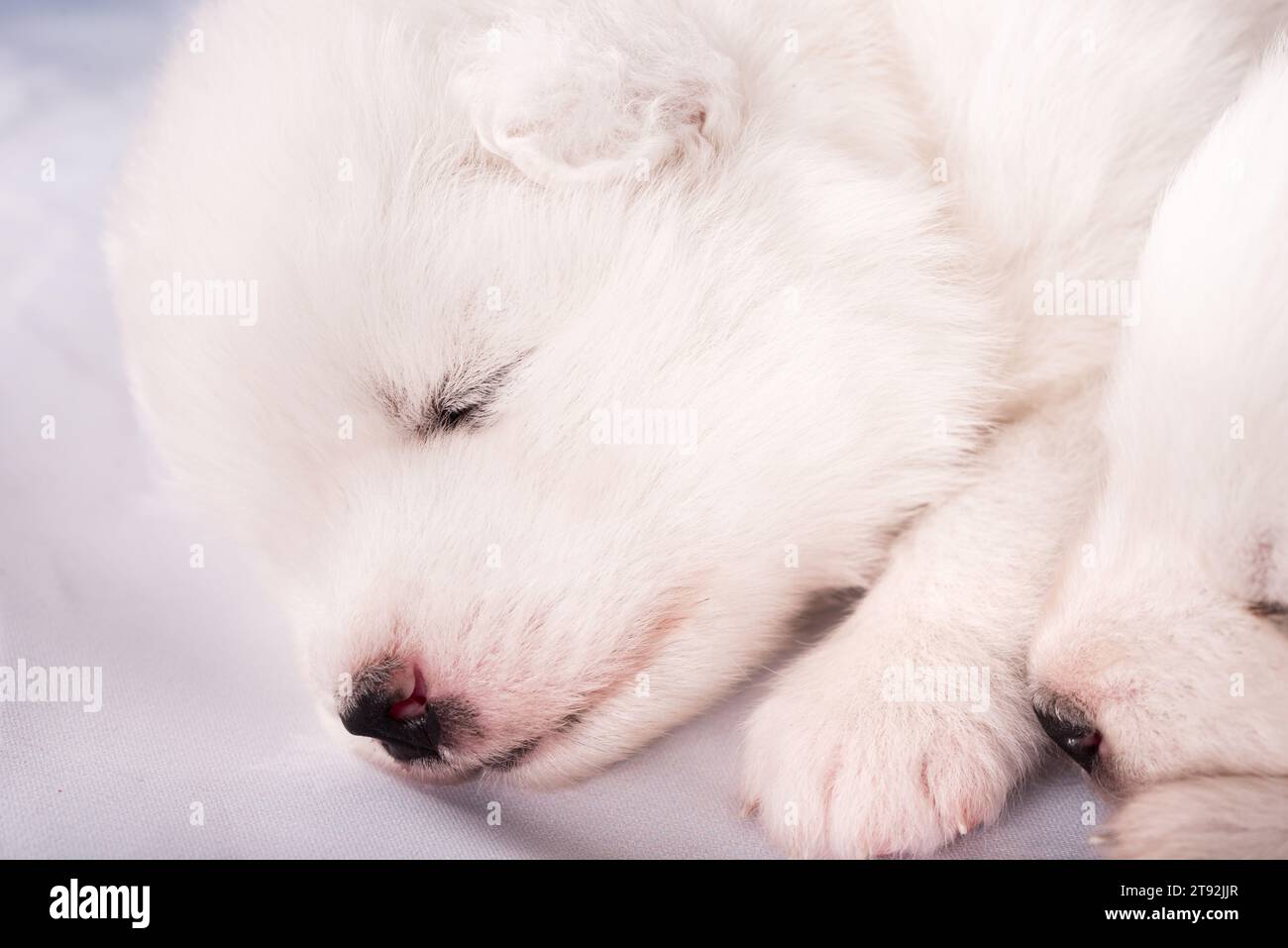 White fluffy small Samoyed puppy dog is sleeping on white background ...