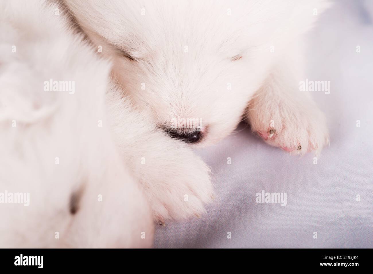 White fluffy small Samoyed puppy dog is sleeping on white background ...