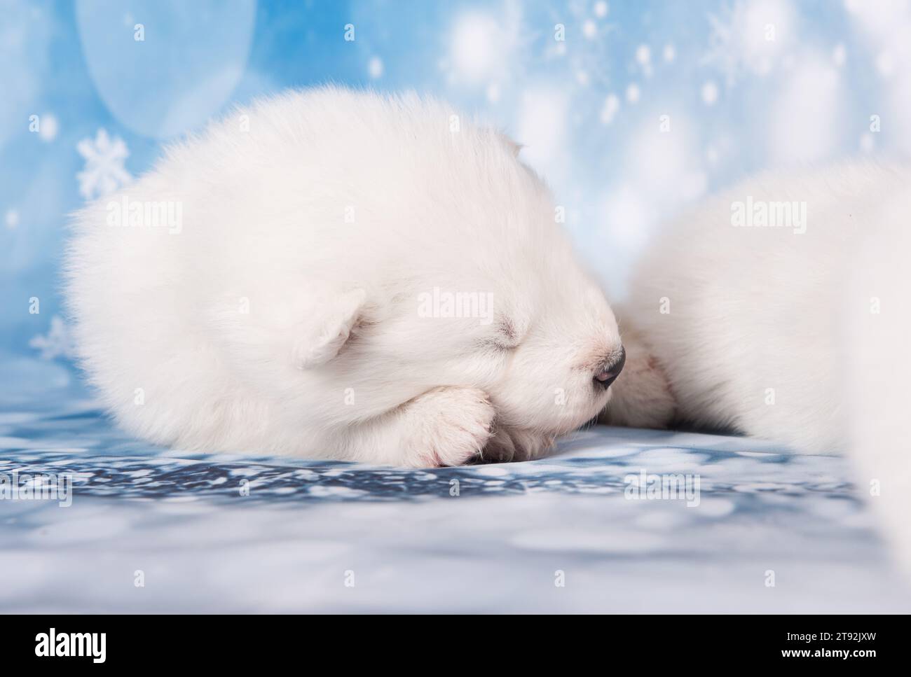 White fluffy small Samoyed puppy dog is sleeping on white background ...