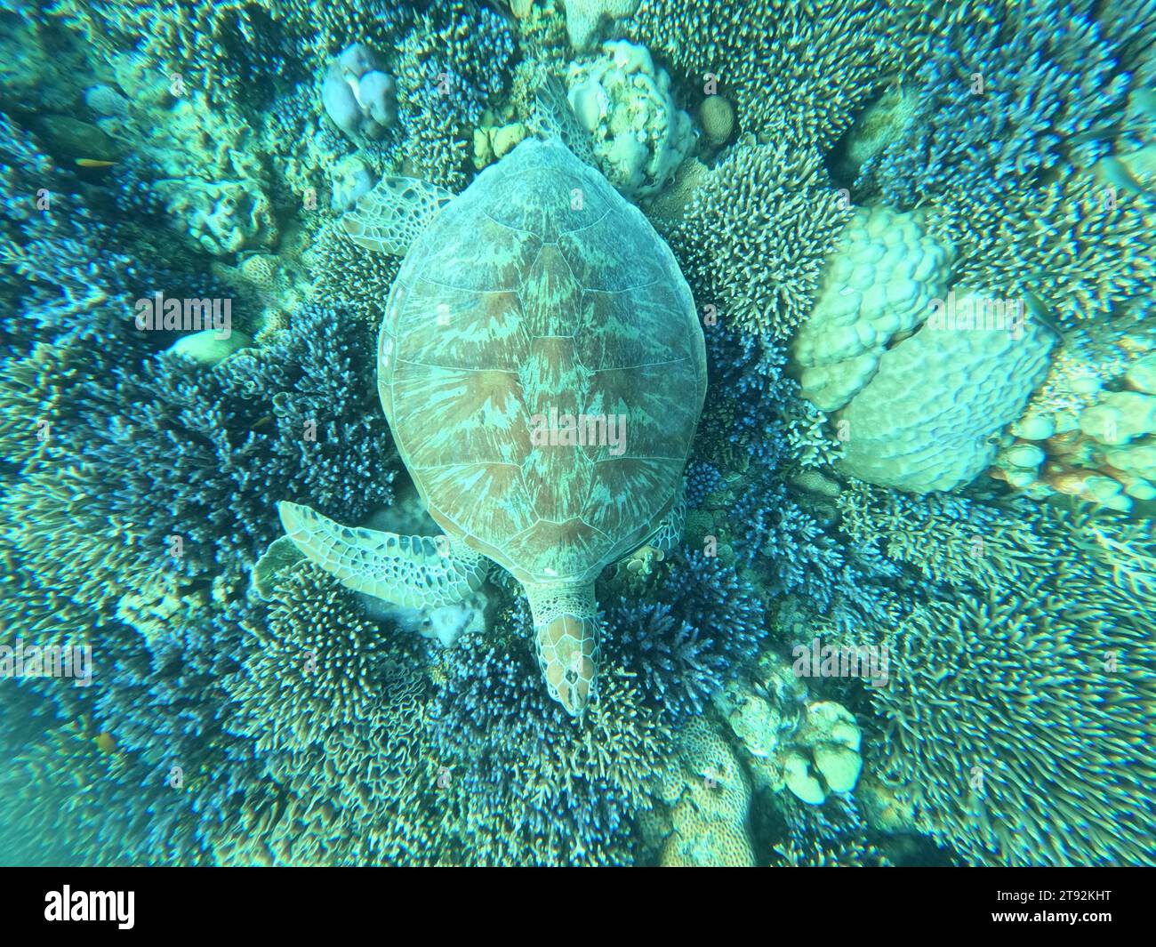 A top view of a sea turtle glides through a beautiful coral reef in a ...