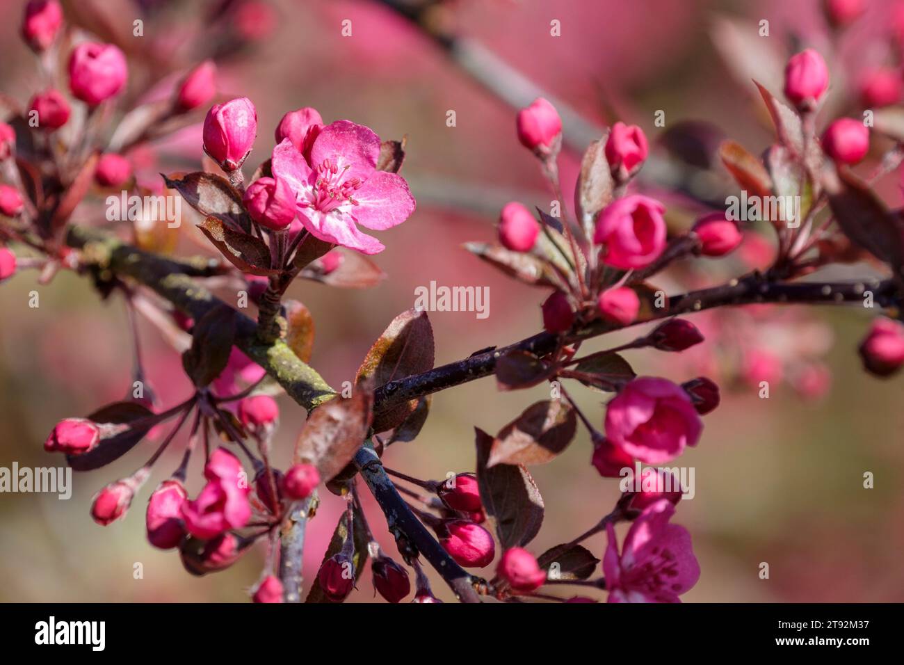 Malus hupensis princeton cardinal hi-res stock photography and images ...