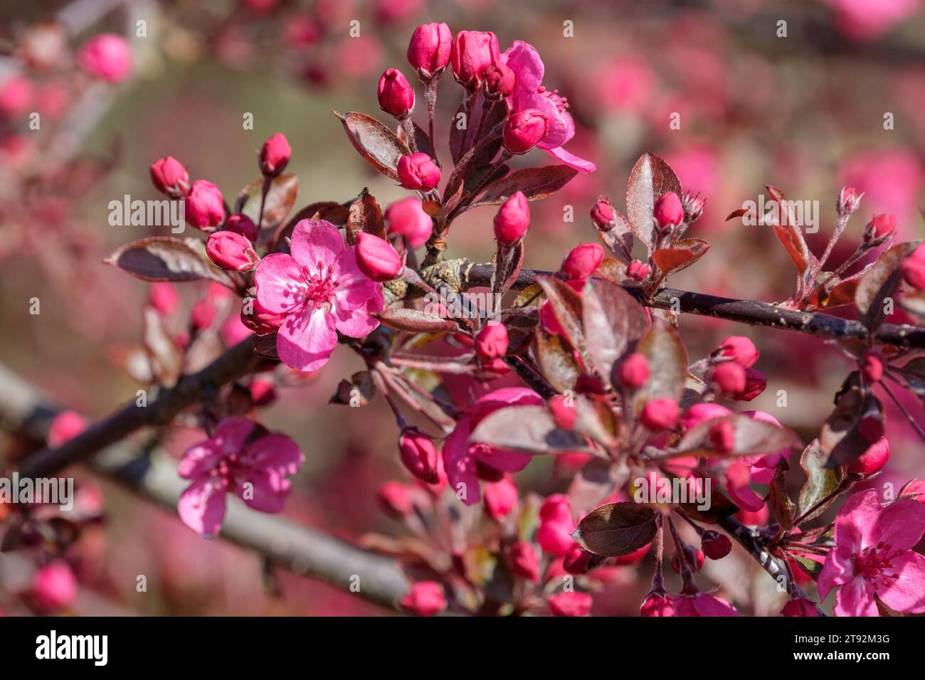 Malus hupensis princeton cardinal hi-res stock photography and images ...
