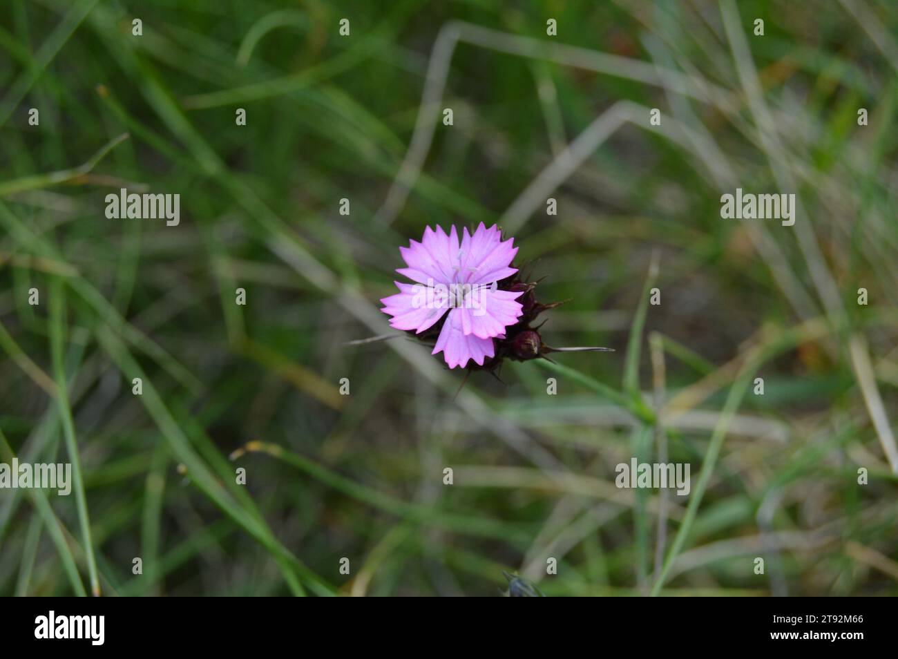 The flower flora from Bosnian mountains Stock Photo - Alamy