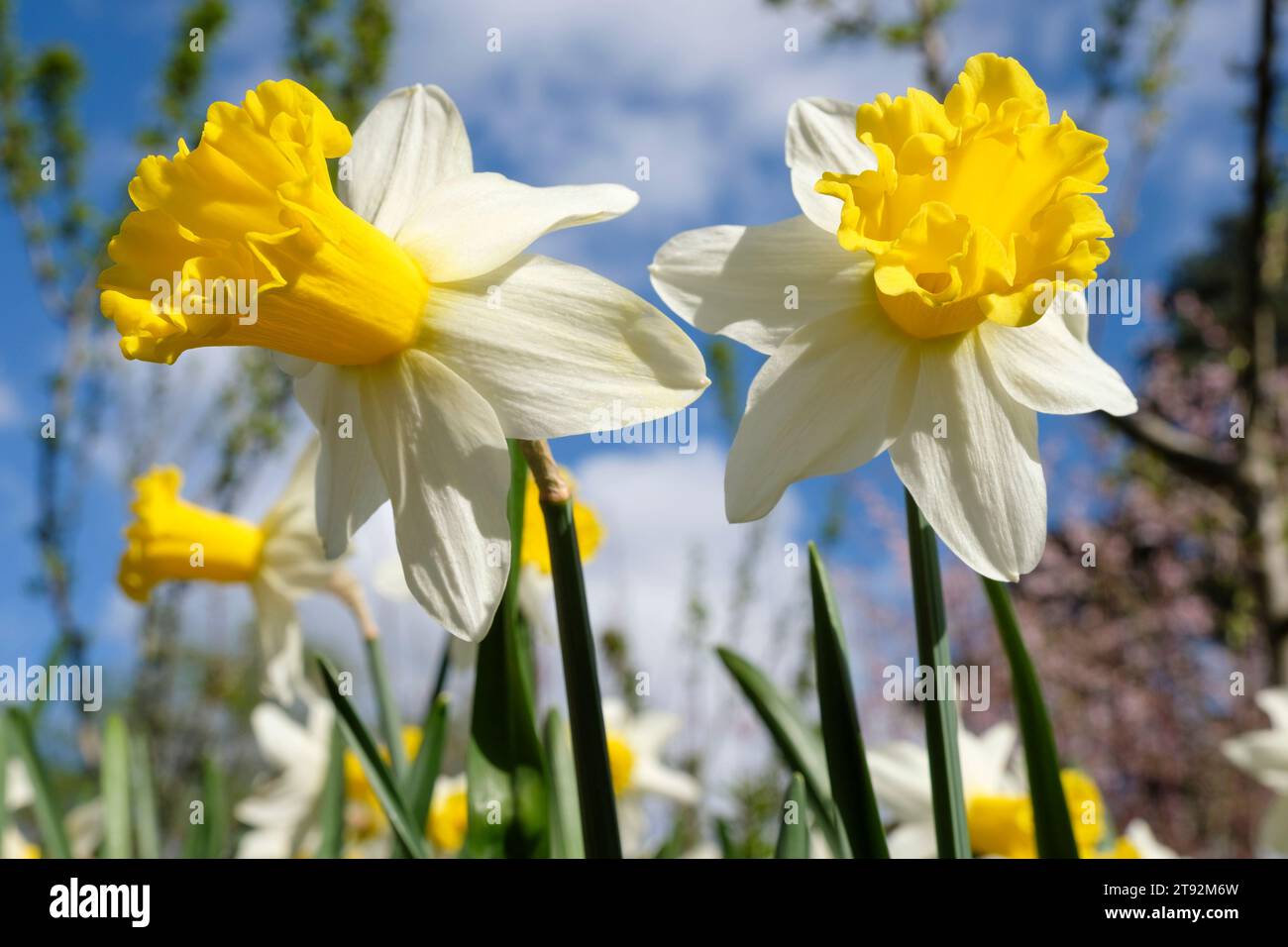 Narcissus cyclamineus wisley, daffodil wisley, Narcissus wisley, Long ...