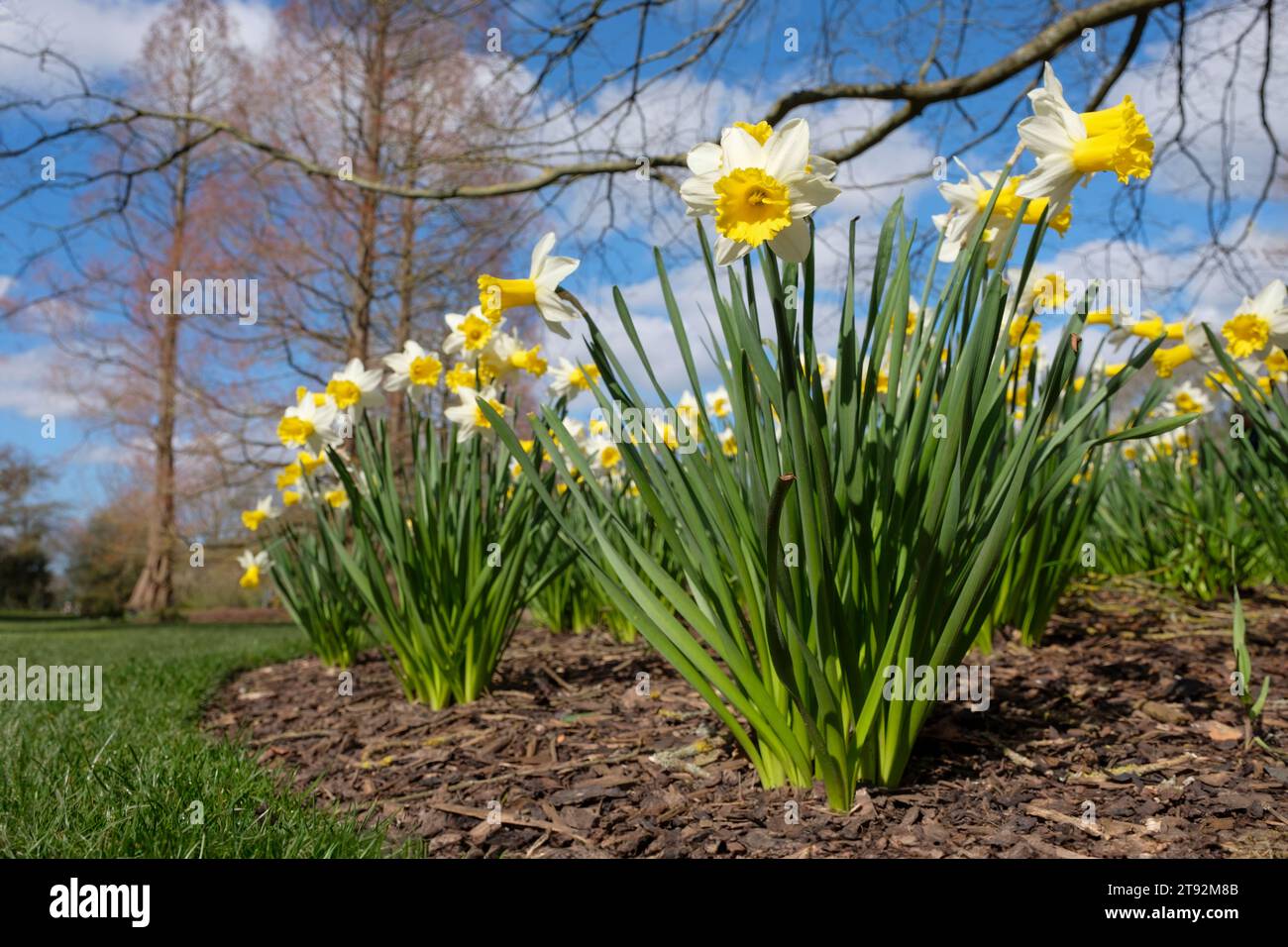 Narcissus cyclamineus wisley, daffodil wisley, Narcissus wisley, Long ...