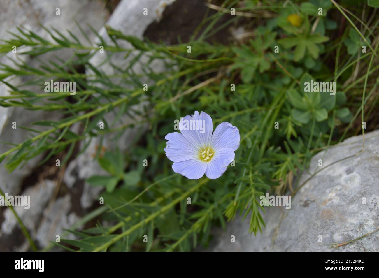 The flower flora from Bosnian mountains Stock Photo - Alamy