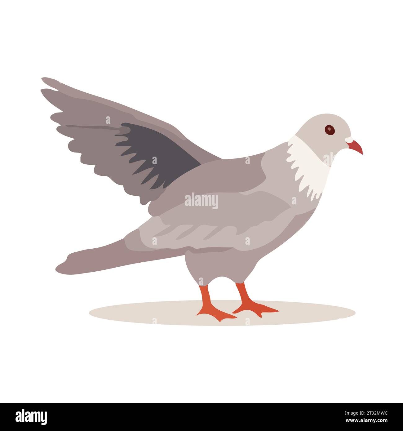 Pigeon bird isolated on white background. Cartoon style. Vector ...