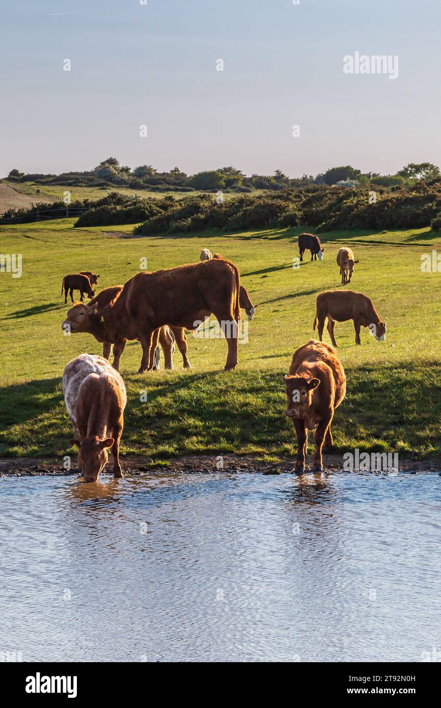 Cattle drinking and grazing around a dew pond on Ditchling Beacon in ...