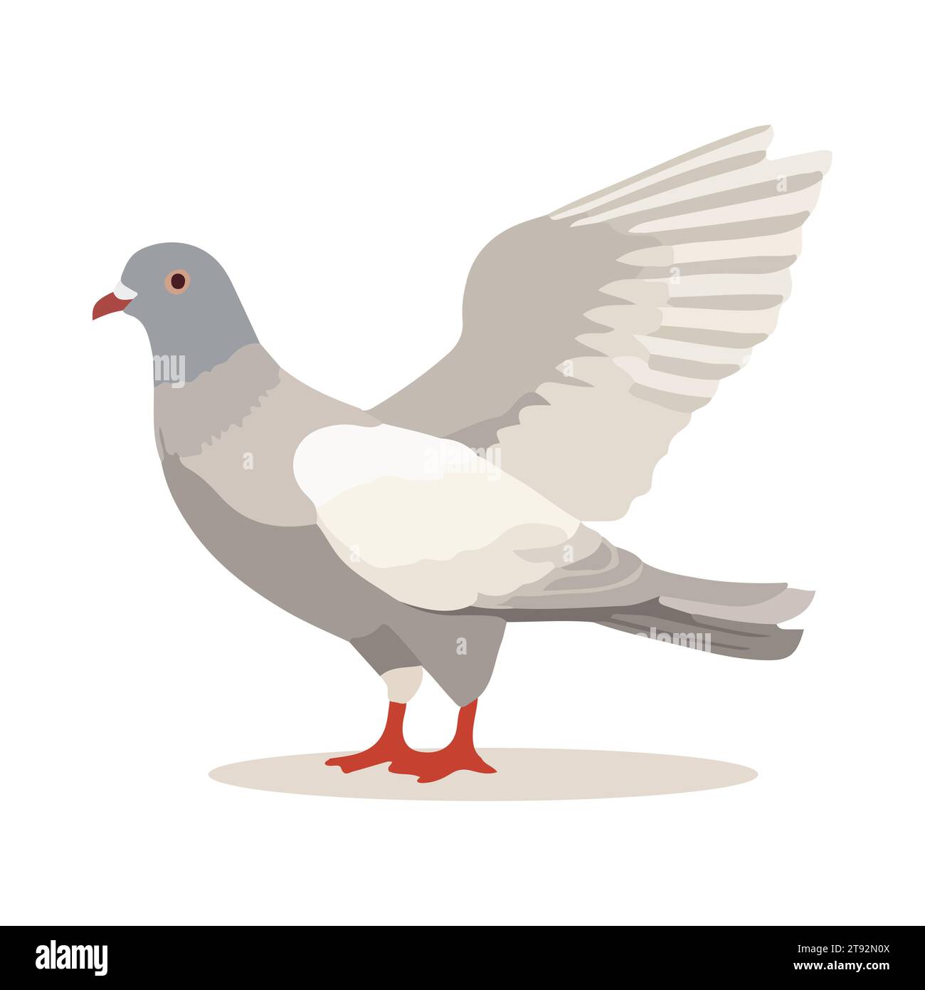 Pigeon bird isolated on white background. Cartoon style. Vector ...