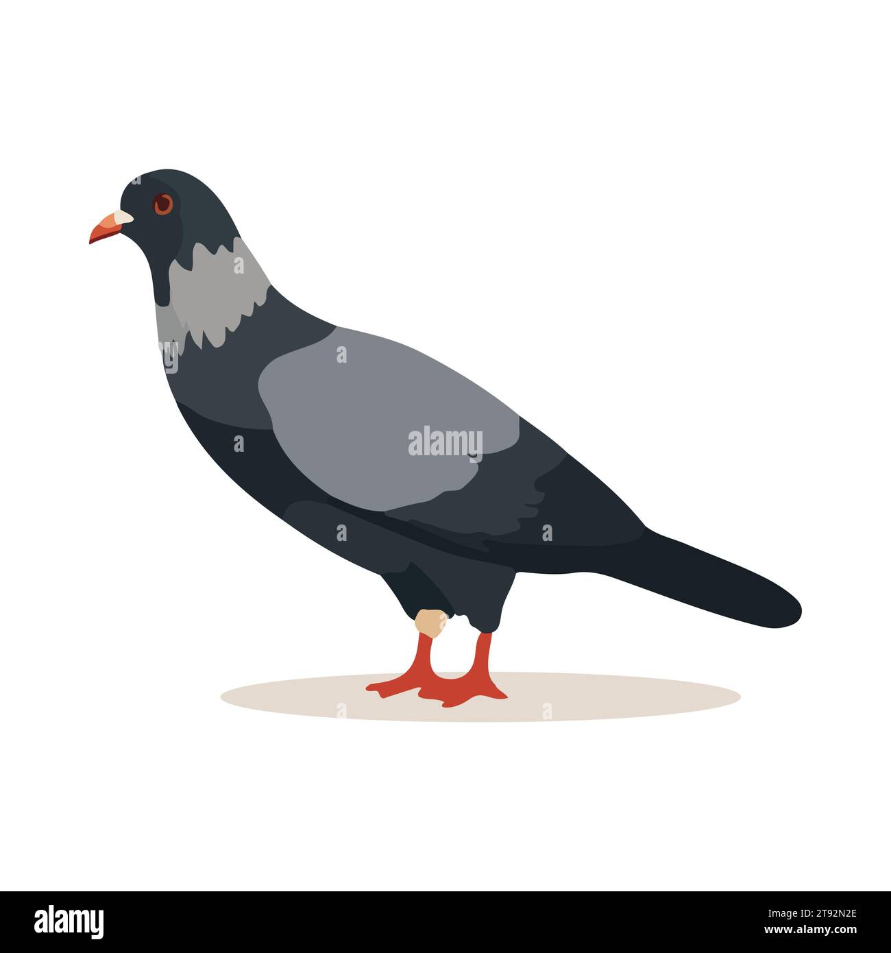 Cartoon pigeon isolated on white background. Cartoon style. Vector ...