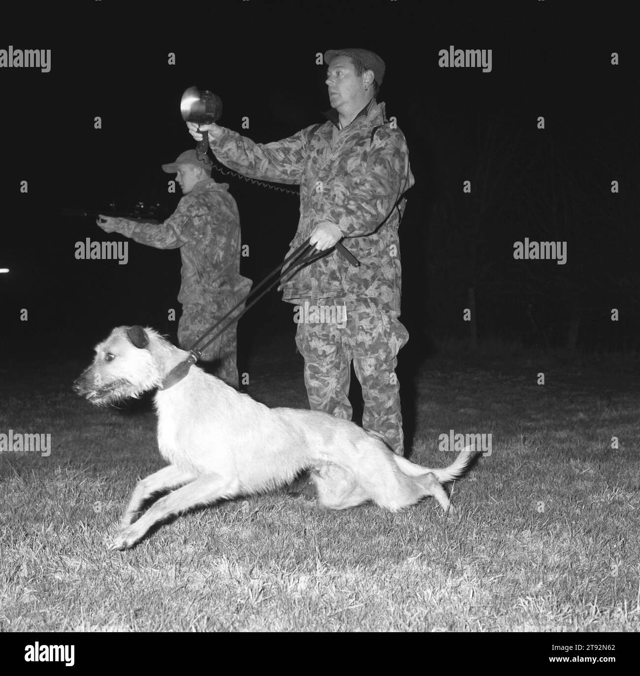 Lurcher work hi-res stock photography and images - Alamy