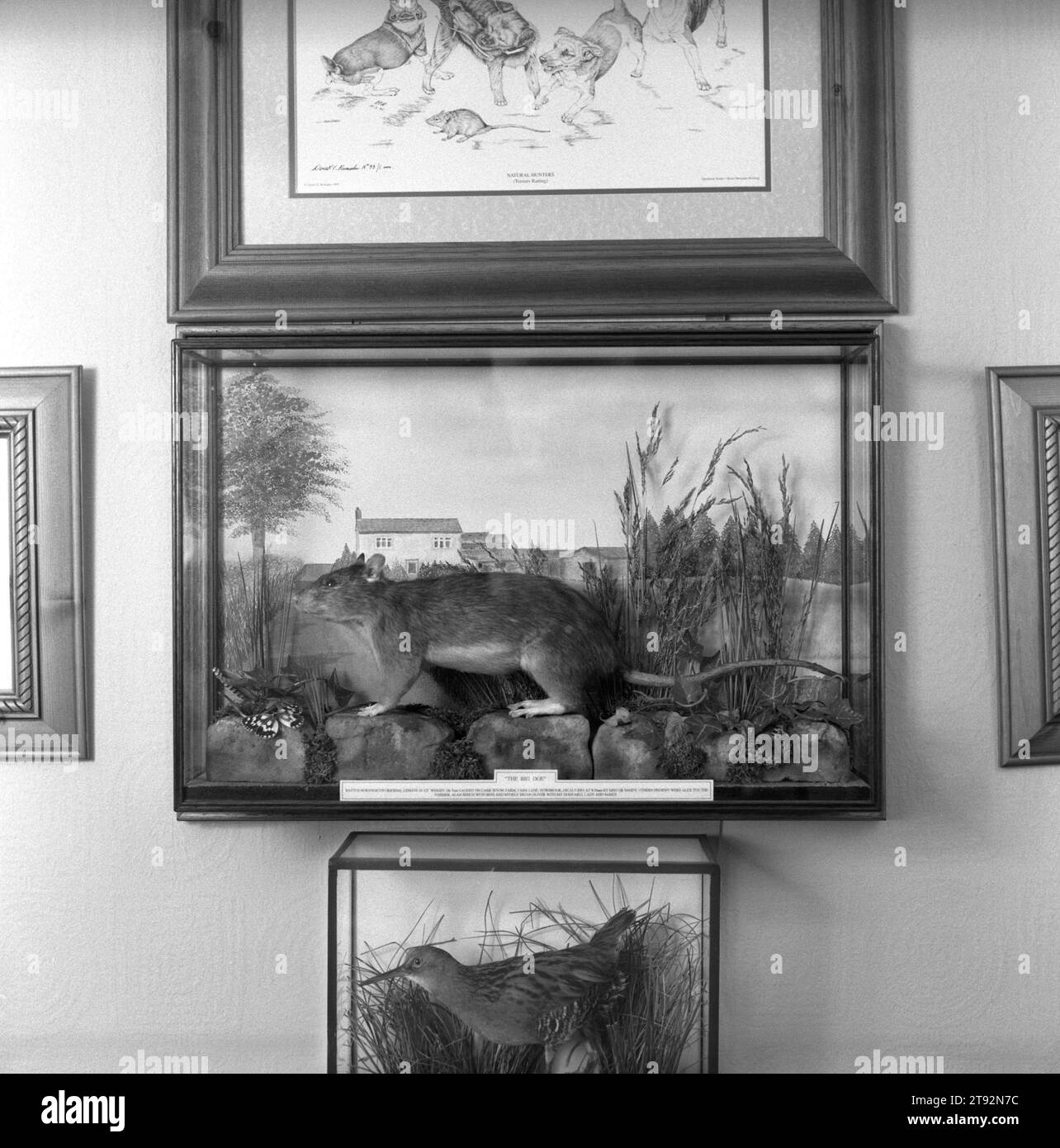 The rat catcher house Black and White Stock Photos & Images - Alamy