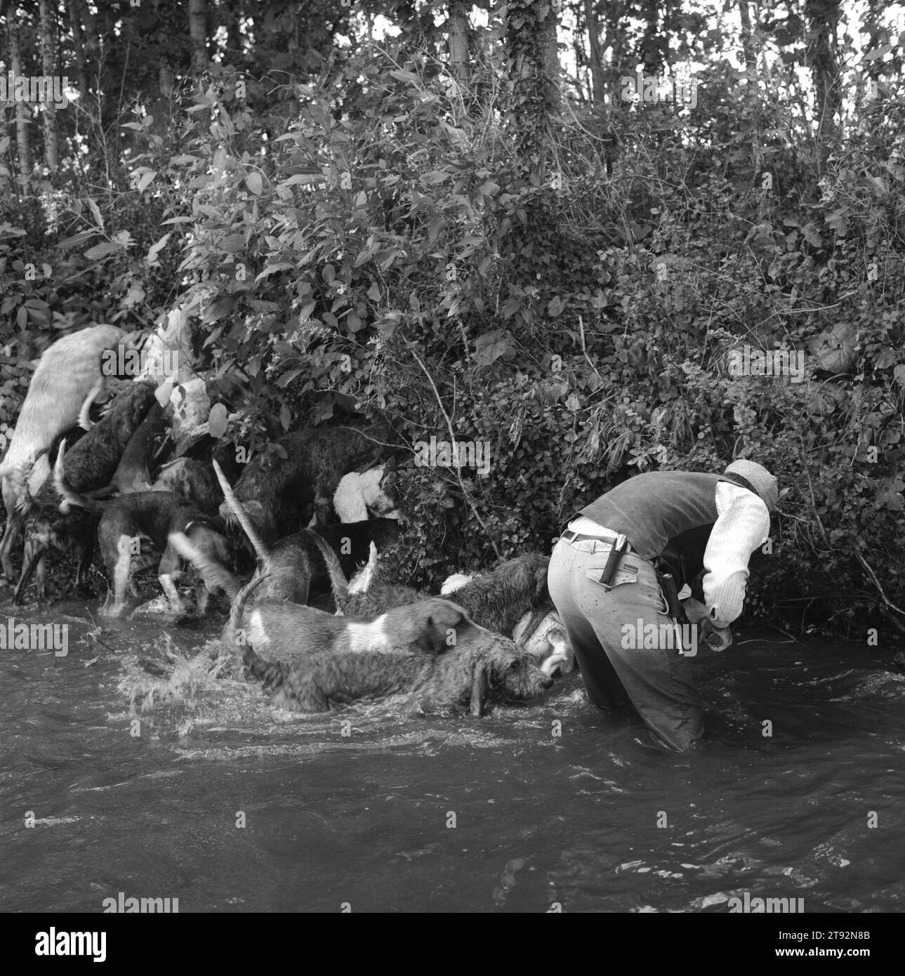 Hunting Mink UK. The Valley Minkhounds, Perry Stares, Master of the ...