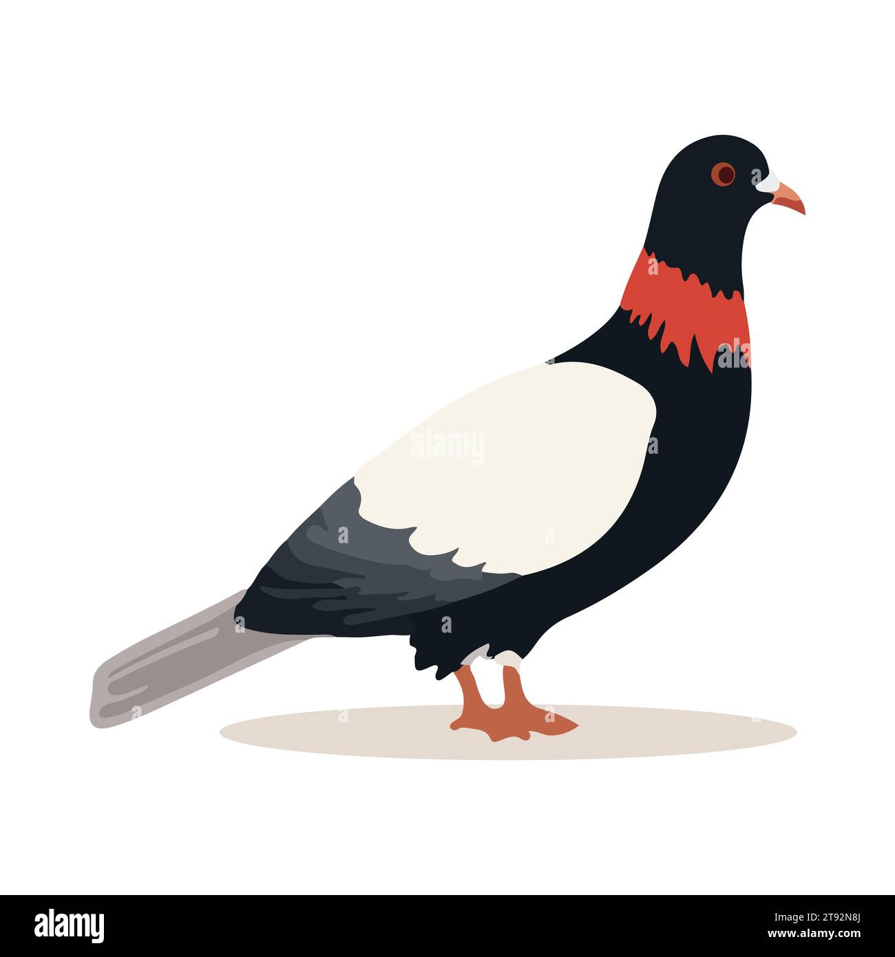Cartoon pigeon isolated on white background. Cartoon style. Vector ...