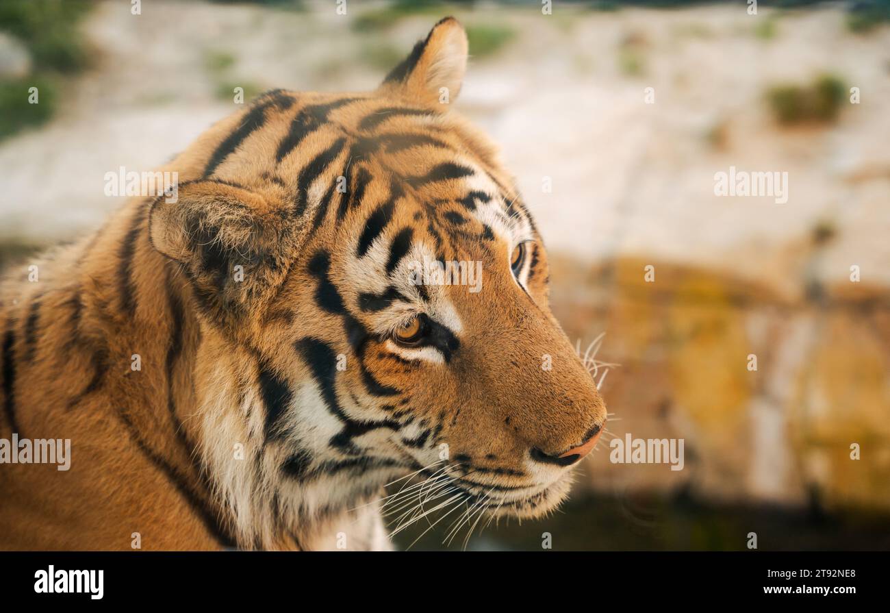 Beautiful tiger in a zoo enclosure on a summer sunny day close-up. Wild ...