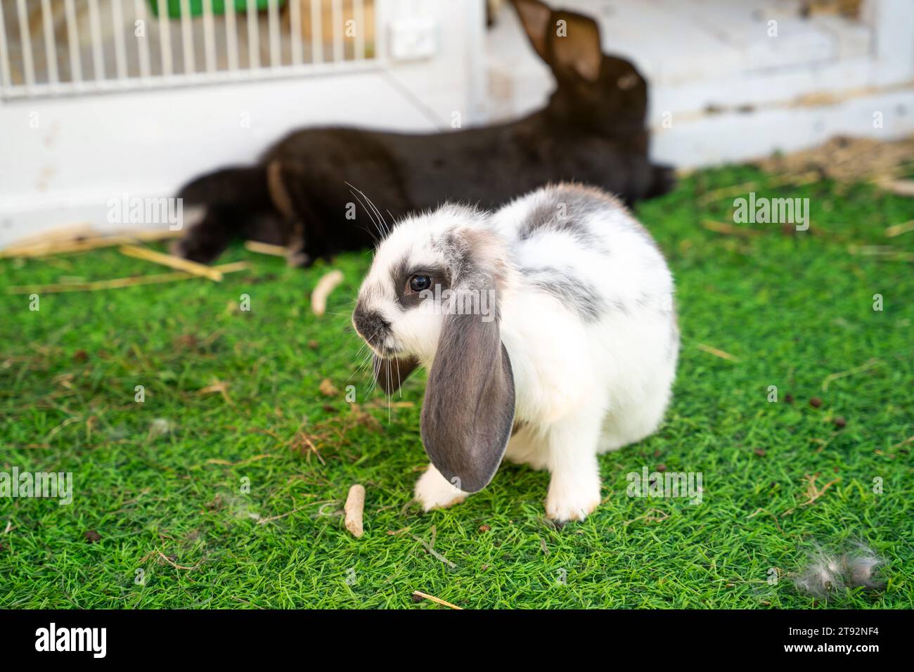 White fold-eared rabbit with long grey ears and black rabbit in zoo ...