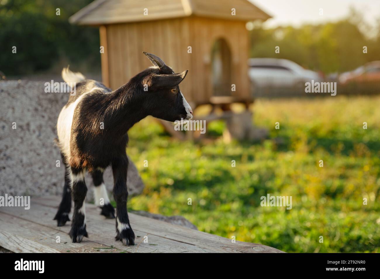 Black and white domestic goat on a farm on a summer sunny day ...