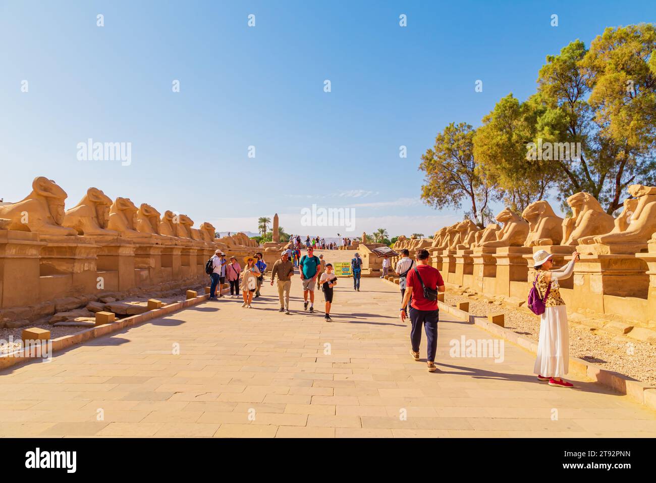 Alley of rams hi-res stock photography and images - Alamy