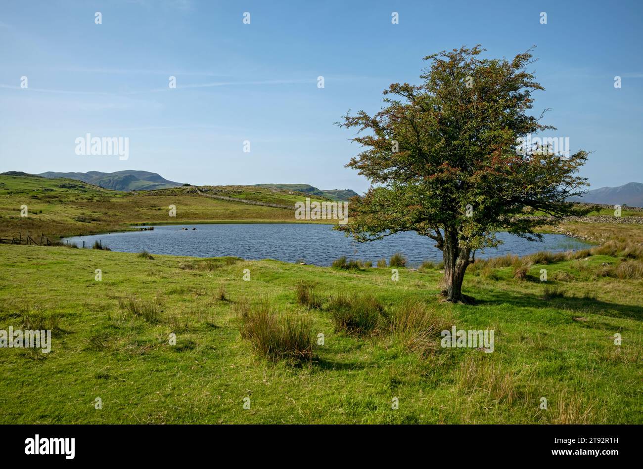 Lone tree at Tewet Tarn in summer near Keswick Lake District National ...